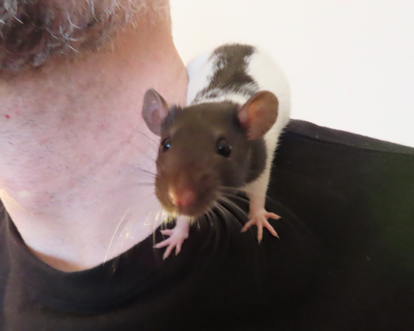 RIP Boba Rat – Roleplay Rescue’s Blog